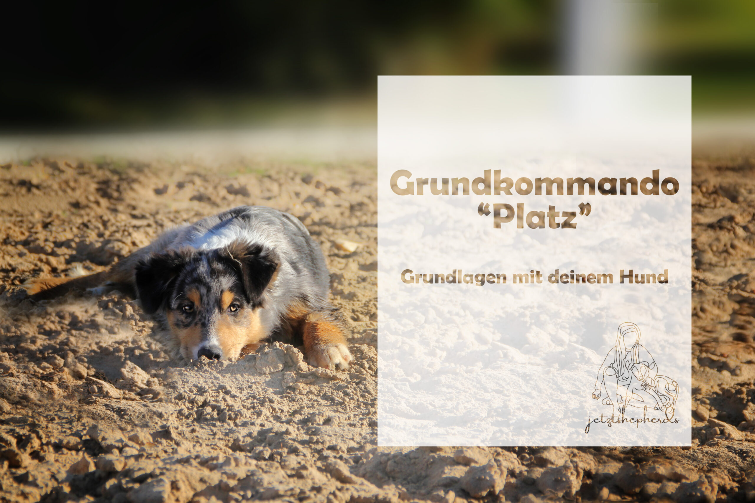 Grundkommando "Platz" | jetztshepherds - unser Hundeblog Kairo & Chiara